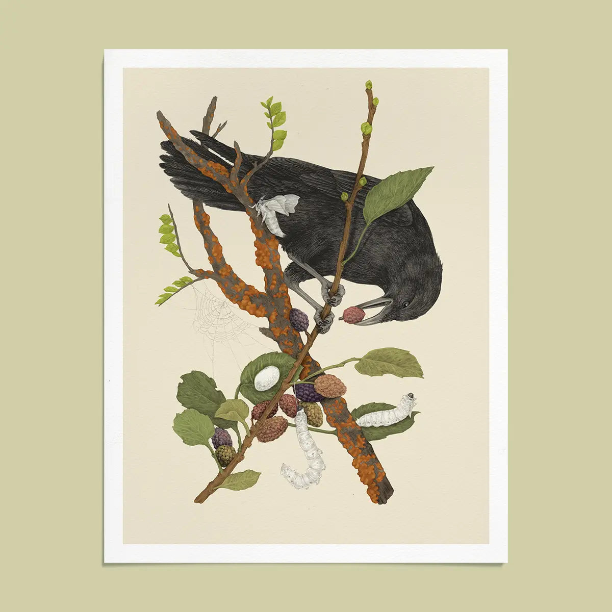 8x10" or 11x14" Fine Art Giclee Print: Crow & Silk Moths